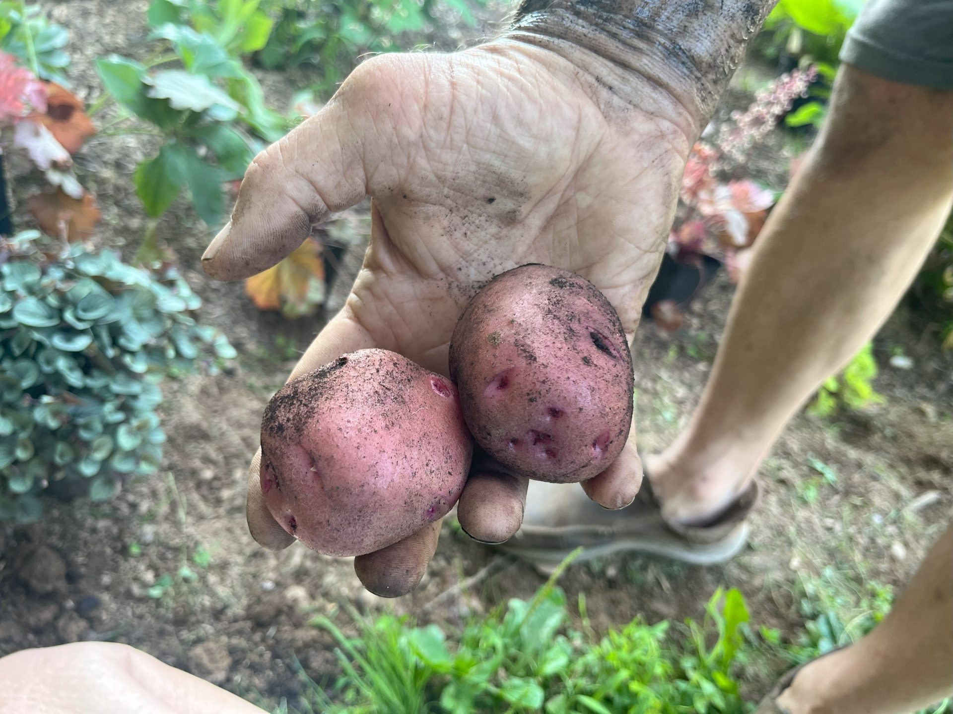 First Potato Harvest! - The Real Steve Rouse